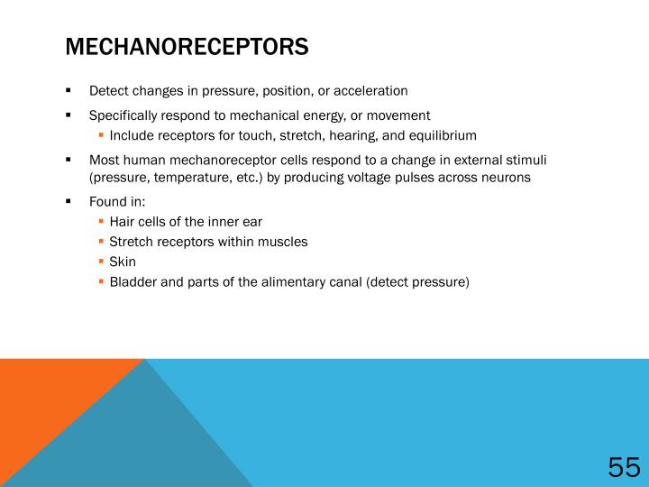 PPT - Human Body Systems Part II PowerPoint Presentation - ID:2079879