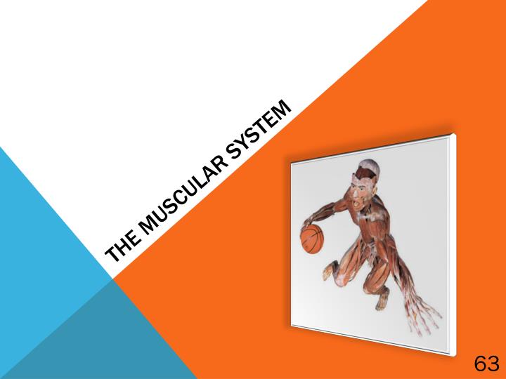 PPT - Human Body Systems Part II PowerPoint Presentation - ID:2079879