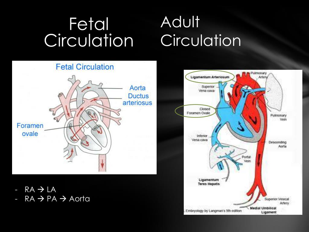 PPT - Neonatal vs Adult Cardiac Physiology PowerPoint Presentation ...