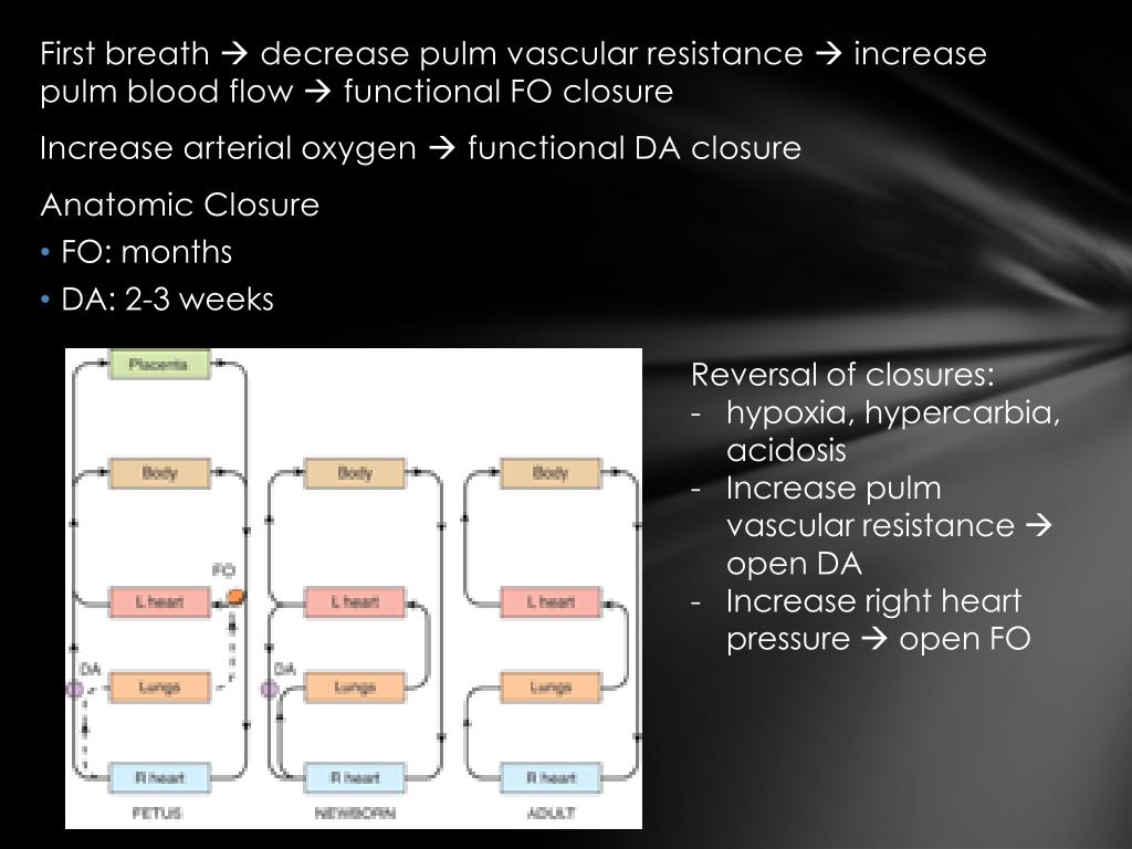 PPT - Neonatal vs Adult Cardiac Physiology PowerPoint Presentation ...