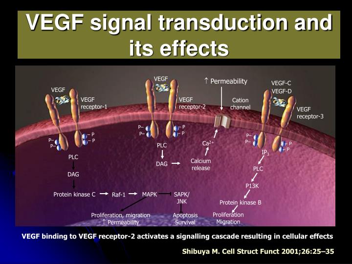 Vegf Receptor Signal Transduction – VYJSBI