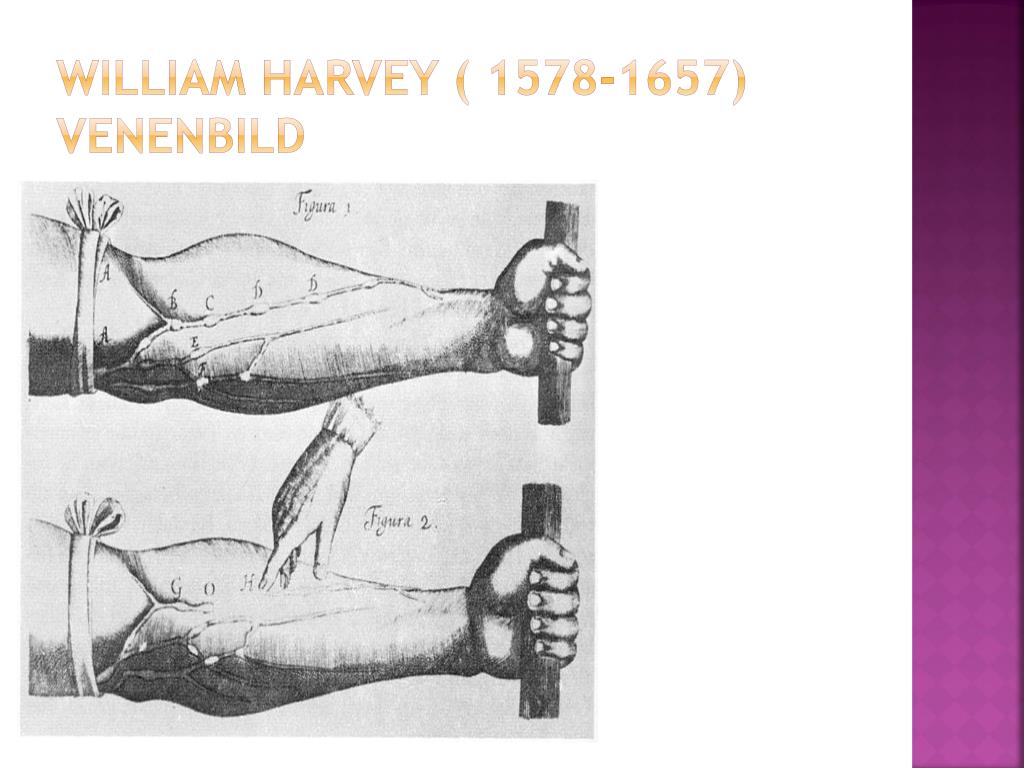 PPT - William Harvey The Blood Flow Scientist PowerPoint Presentation ...