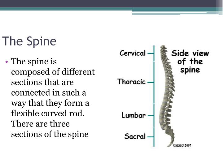 PPT - The Spine PowerPoint Presentation - ID:2080931