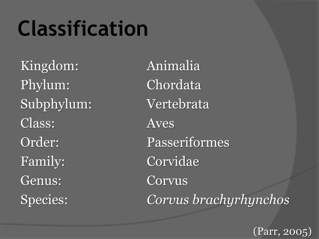PPT - The American Crow ( Corvus brachyrhynchos ) PowerPoint ...