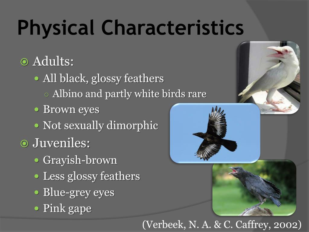 PPT - The American Crow ( Corvus brachyrhynchos ) PowerPoint ...