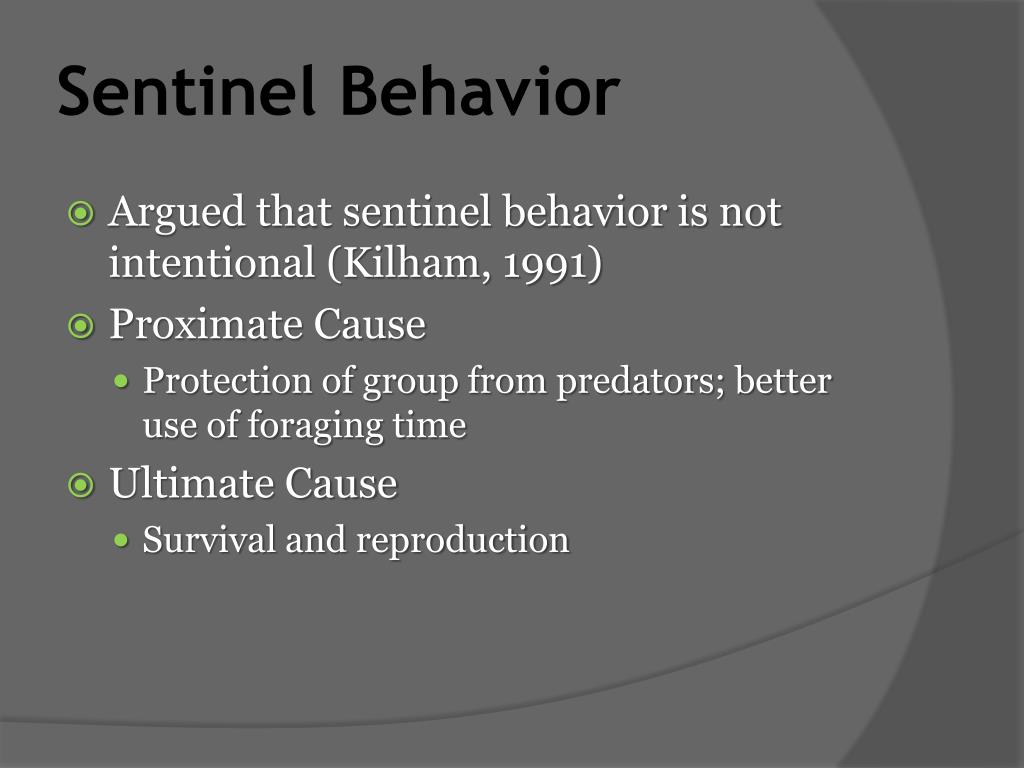 PPT - The American Crow ( Corvus brachyrhynchos ) PowerPoint ...