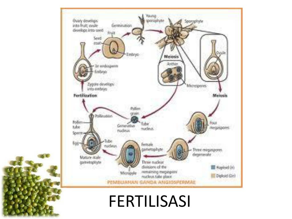 PPT - TEKNOLOGI PRODUKSI BENIH PowerPoint Presentation, free download ...