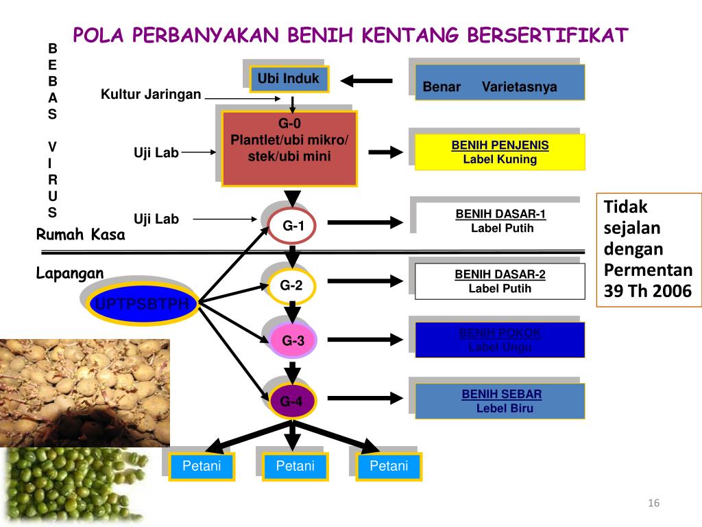 PPT - TEKNOLOGI PRODUKSI BENIH PowerPoint Presentation, free download ...