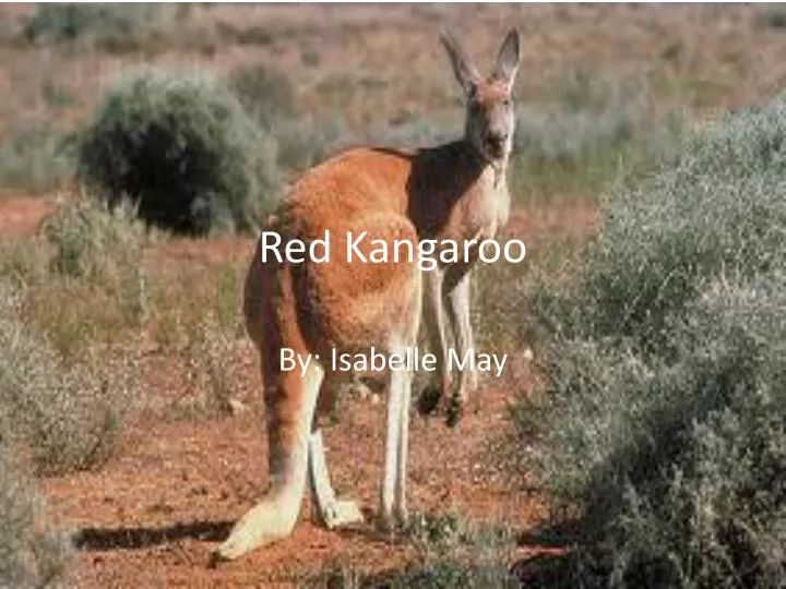 PPT - Red Kangaroo PowerPoint Presentation, free download - ID:2082582