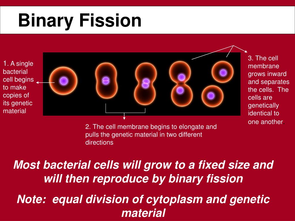 PPT - Kingdom Monera - Bacteria Reproduction and Ecological Roles ...