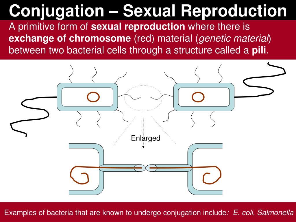 PPT - Kingdom Monera - Bacteria Reproduction and Ecological Roles ...