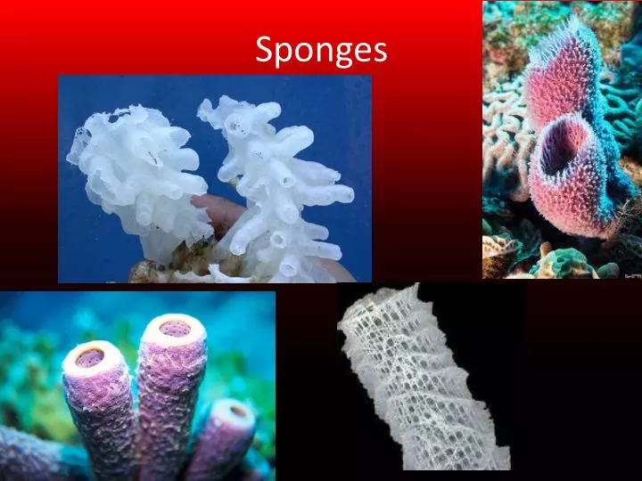 PPT - Sponges PowerPoint Presentation, free download - ID:2082849