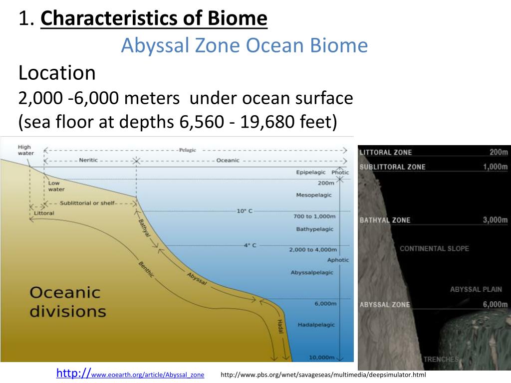 PPT - Sample Biome Project N. Brown Biology April 15, 2012 PowerPoint ...