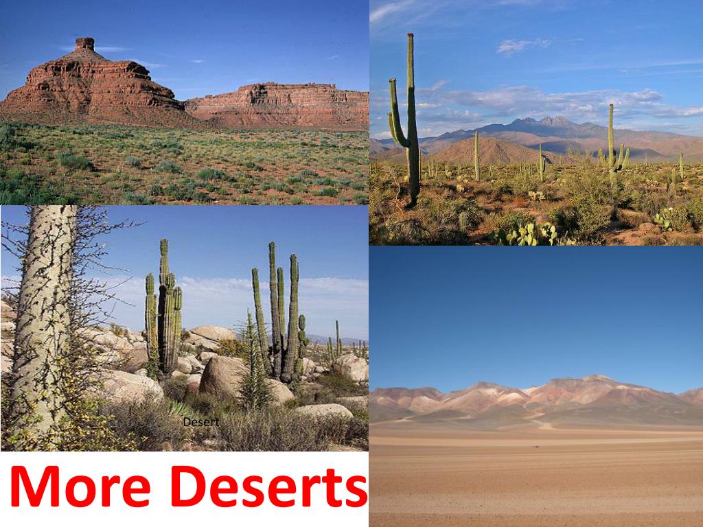 PPT - The Desert by Shelby Villanueva PowerPoint Presentation, free ...
