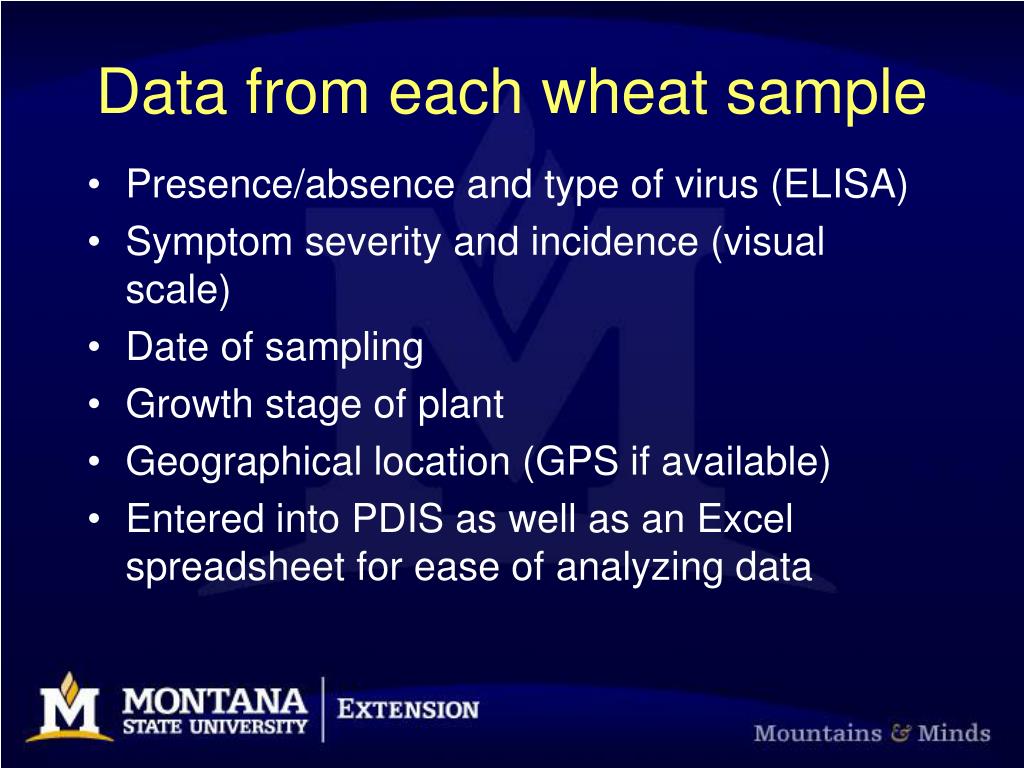 PPT - Great Plains Wheat Virus Survey PowerPoint Presentation, free ...