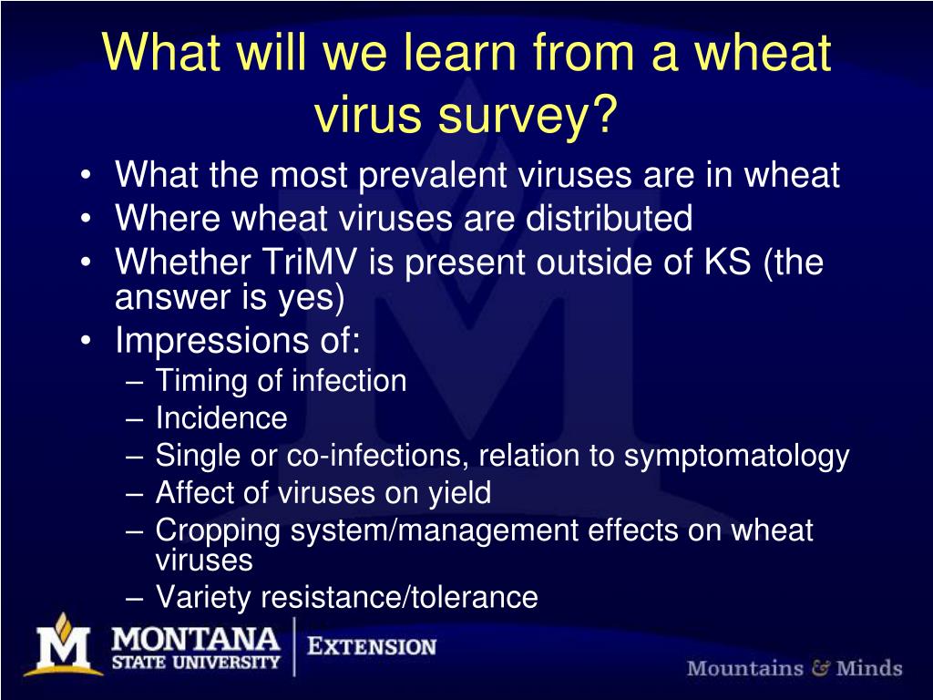 PPT - Great Plains Wheat Virus Survey PowerPoint Presentation, free ...