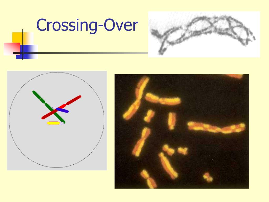 PPT - Meiosis PowerPoint Presentation, free download - ID:2084156