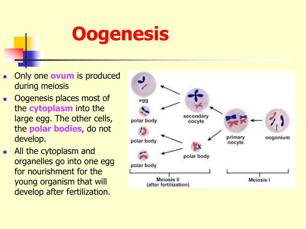 PPT - Meiosis PowerPoint Presentation, free download - ID:2084156