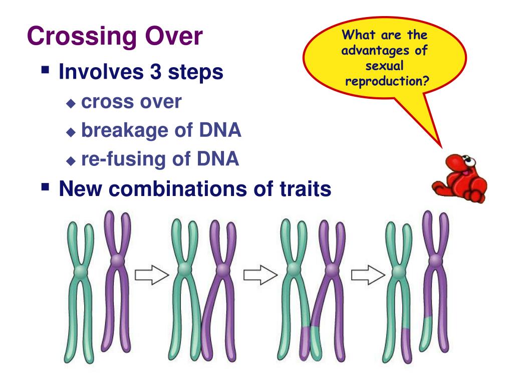 PPT - Understanding Meiosis and Asexual Reproduction: Processes ...