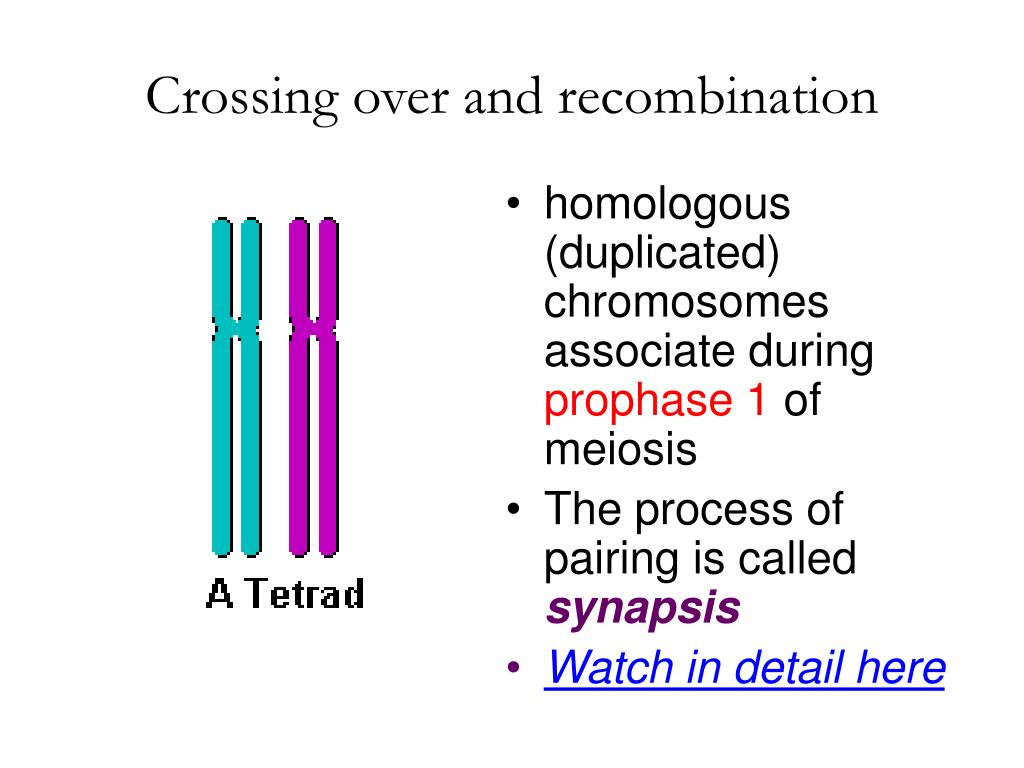 PPT - Meiosis: 10 th Grade PowerPoint Presentation, free download - ID ...