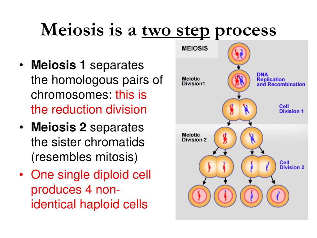 PPT - Meiosis: 10 th Grade PowerPoint Presentation, free download - ID ...