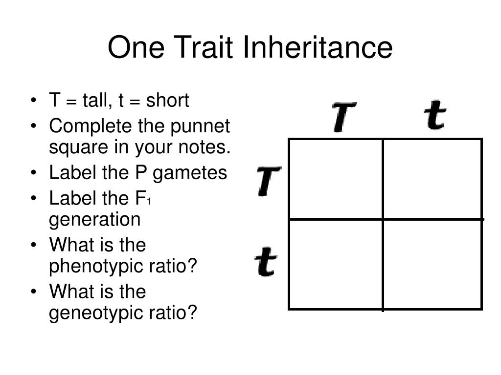 PPT - Meiosis: 10 th Grade PowerPoint Presentation, free download - ID ...