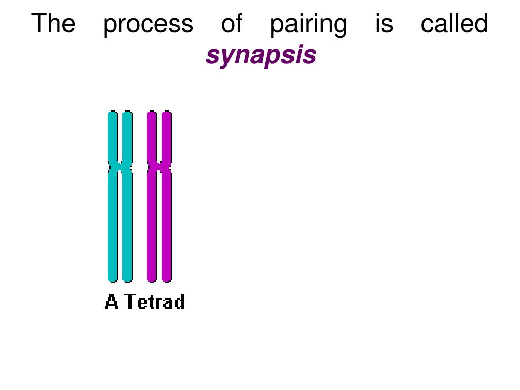 PPT - Meiosis: 10 th Grade PowerPoint Presentation, free download - ID ...