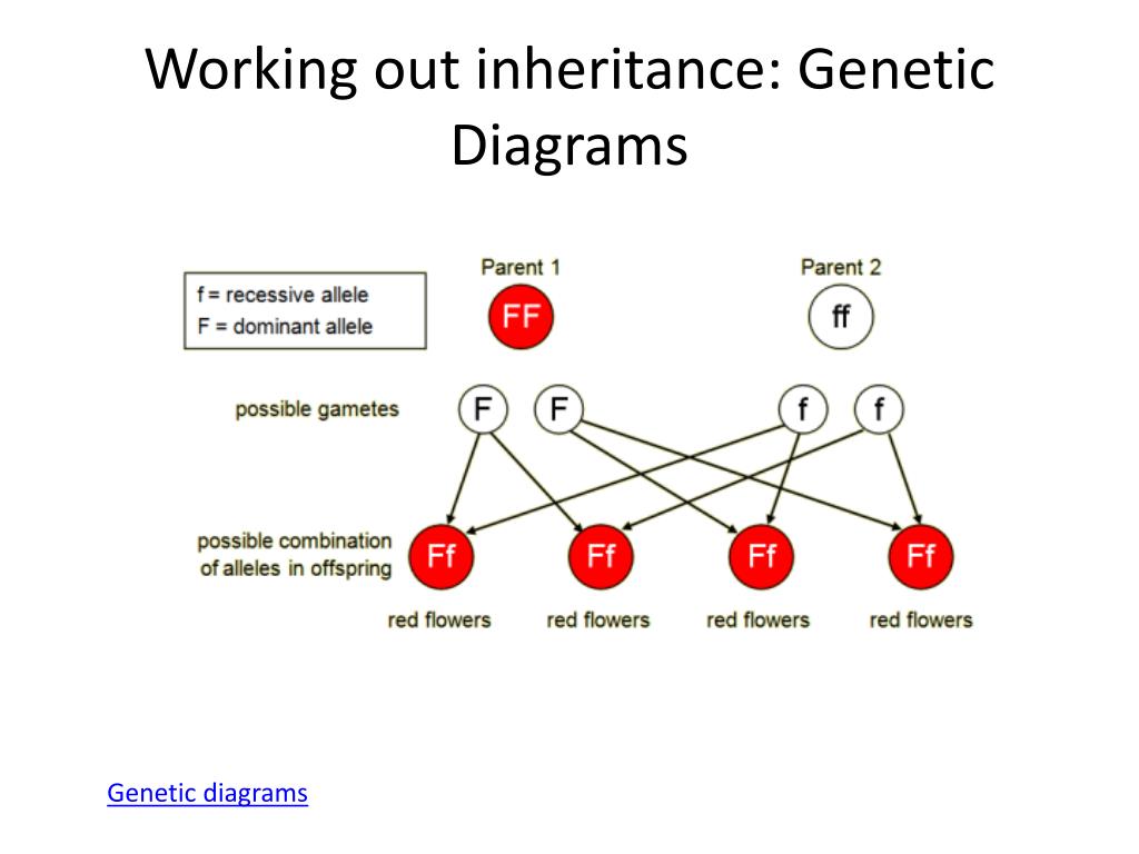 PPT - Meiosis: 10 th Grade PowerPoint Presentation, free download - ID ...