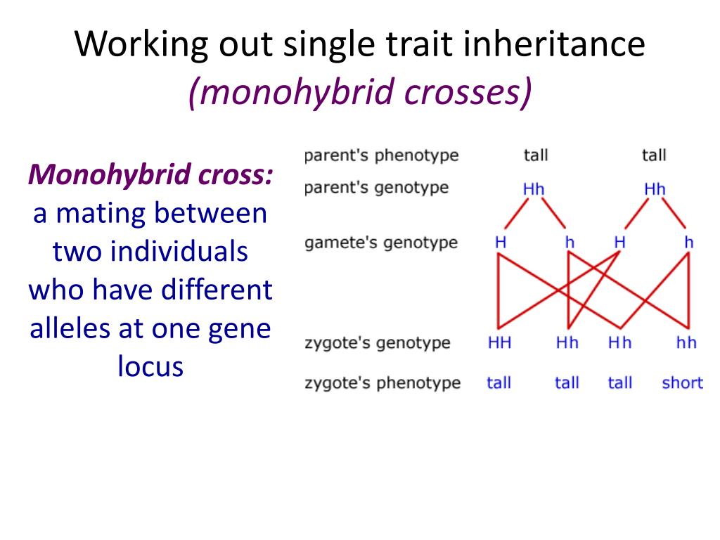 PPT - Meiosis: 10 th Grade PowerPoint Presentation, free download - ID:2084308