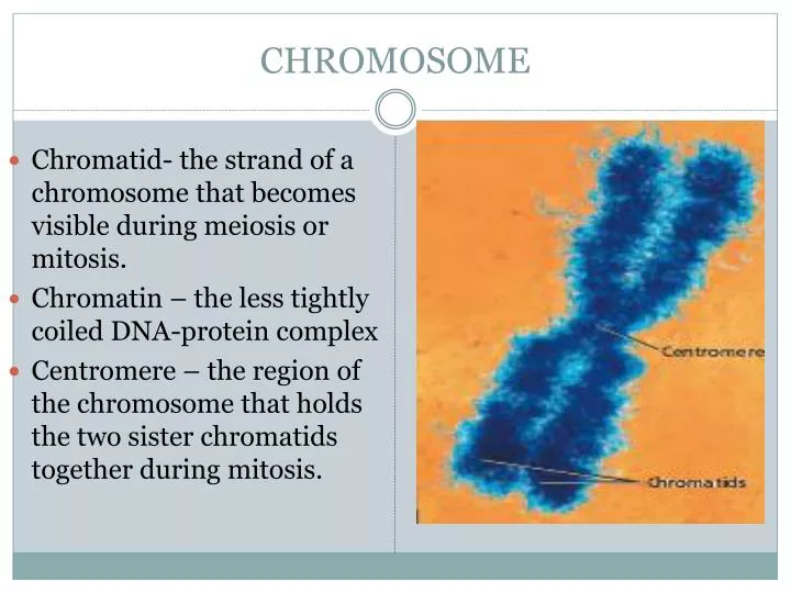 PPT - CHROMOSOME PowerPoint Presentation, free download - ID:2084323