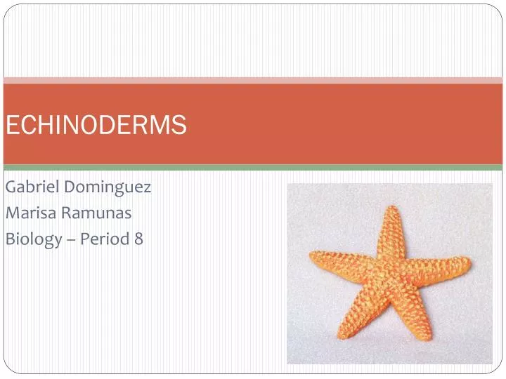 PPT - ECHINODERMS PowerPoint Presentation, free download - ID:2084387
