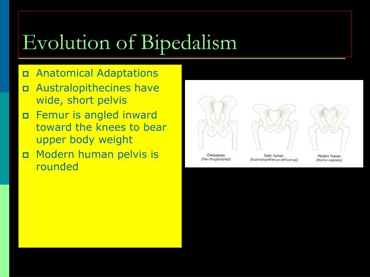 PPT - Australopithecus africanus PowerPoint Presentation - ID:2084393