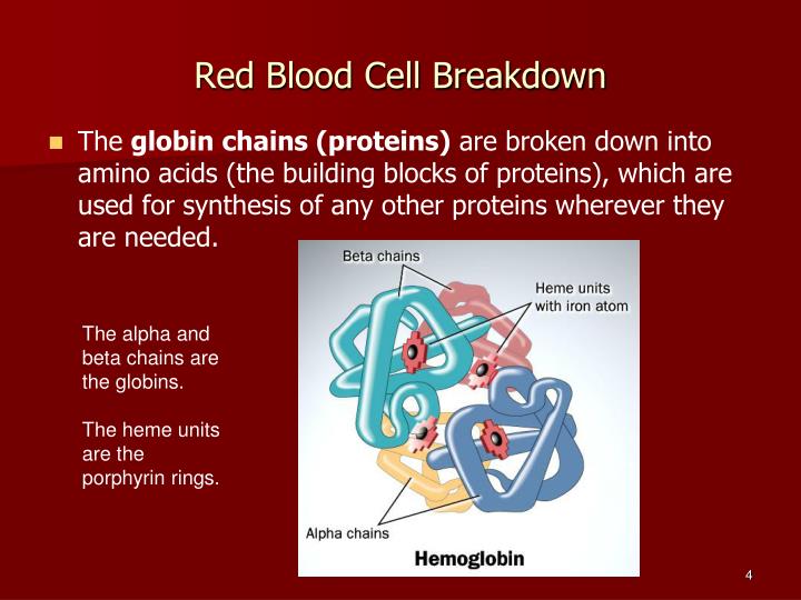 PPT - Blood physiology PowerPoint Presentation - ID:2084543