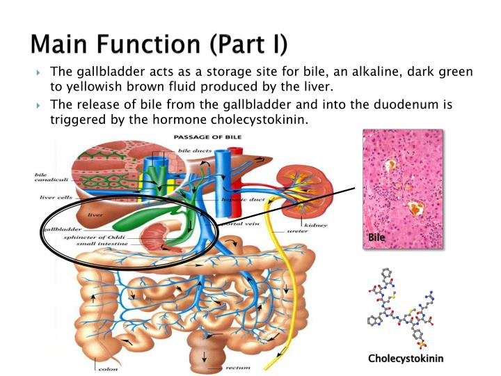 PPT - Structure and Function: The Gallbladder PowerPoint Presentation ...