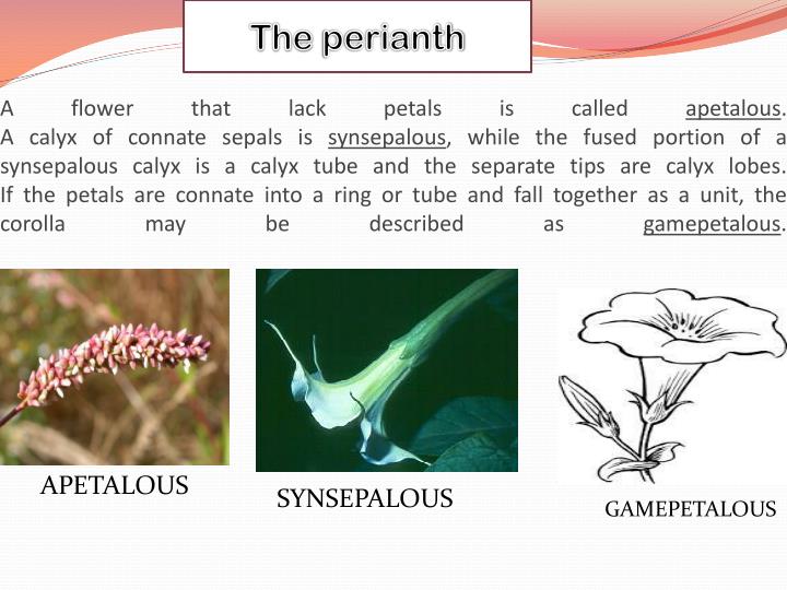 PPT - Flower identification PowerPoint Presentation - ID:2084765