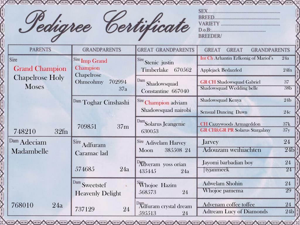 PPT - Grand Champion Chapelrose Holy Moses 748210 32fn PowerPoint ...