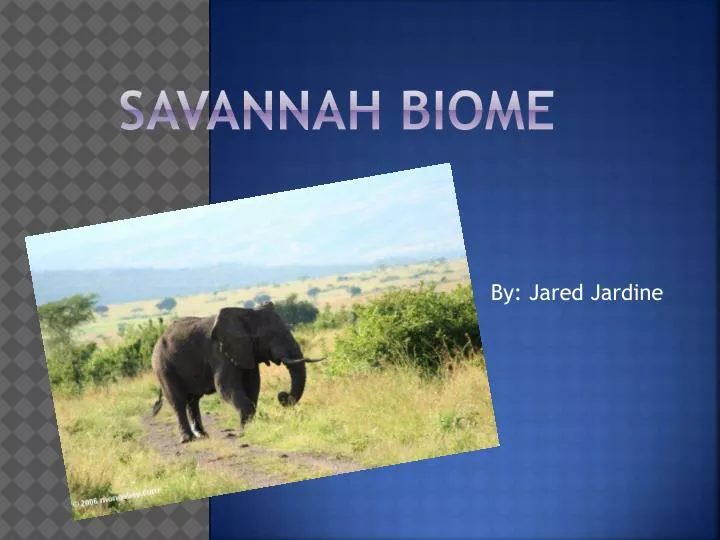 PPT - Savannah biome PowerPoint Presentation, free download - ID:2084836