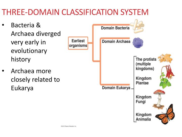 PPT - Flow of Genetic Information from DNA RNA Protein PowerPoint ...