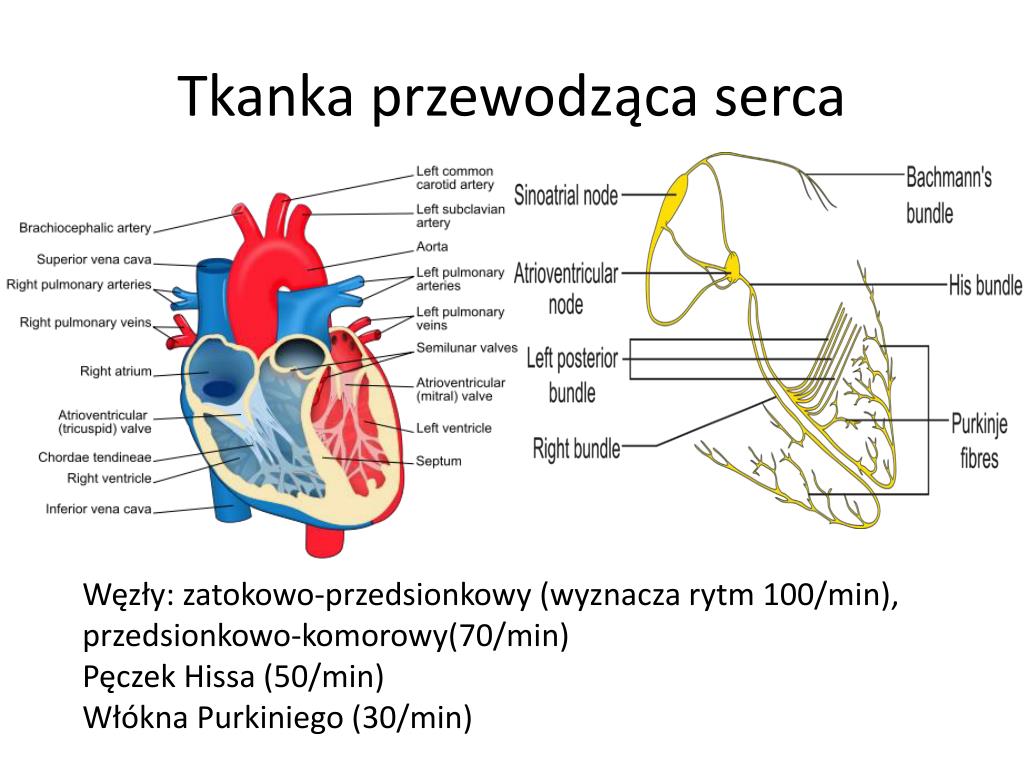 PPT - ATP oraz budowa i fizjologia serca PowerPoint Presentation, free download - ID:2085249