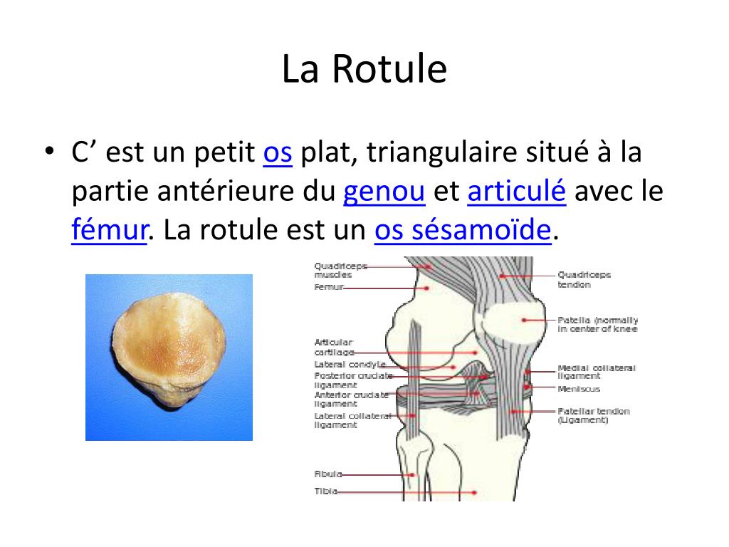 PPT - Ostéologie du Membre Inférieur PowerPoint Presentation, free ...