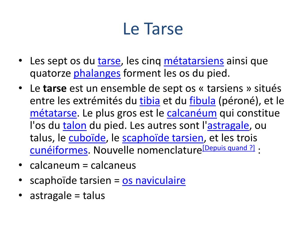 PPT - Ostéologie du Membre Inférieur PowerPoint Presentation, free ...