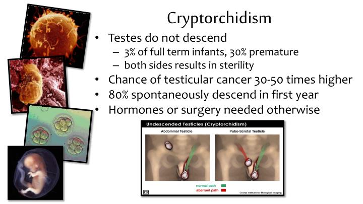 PPT - Reproductive System PowerPoint Presentation - ID:2085981