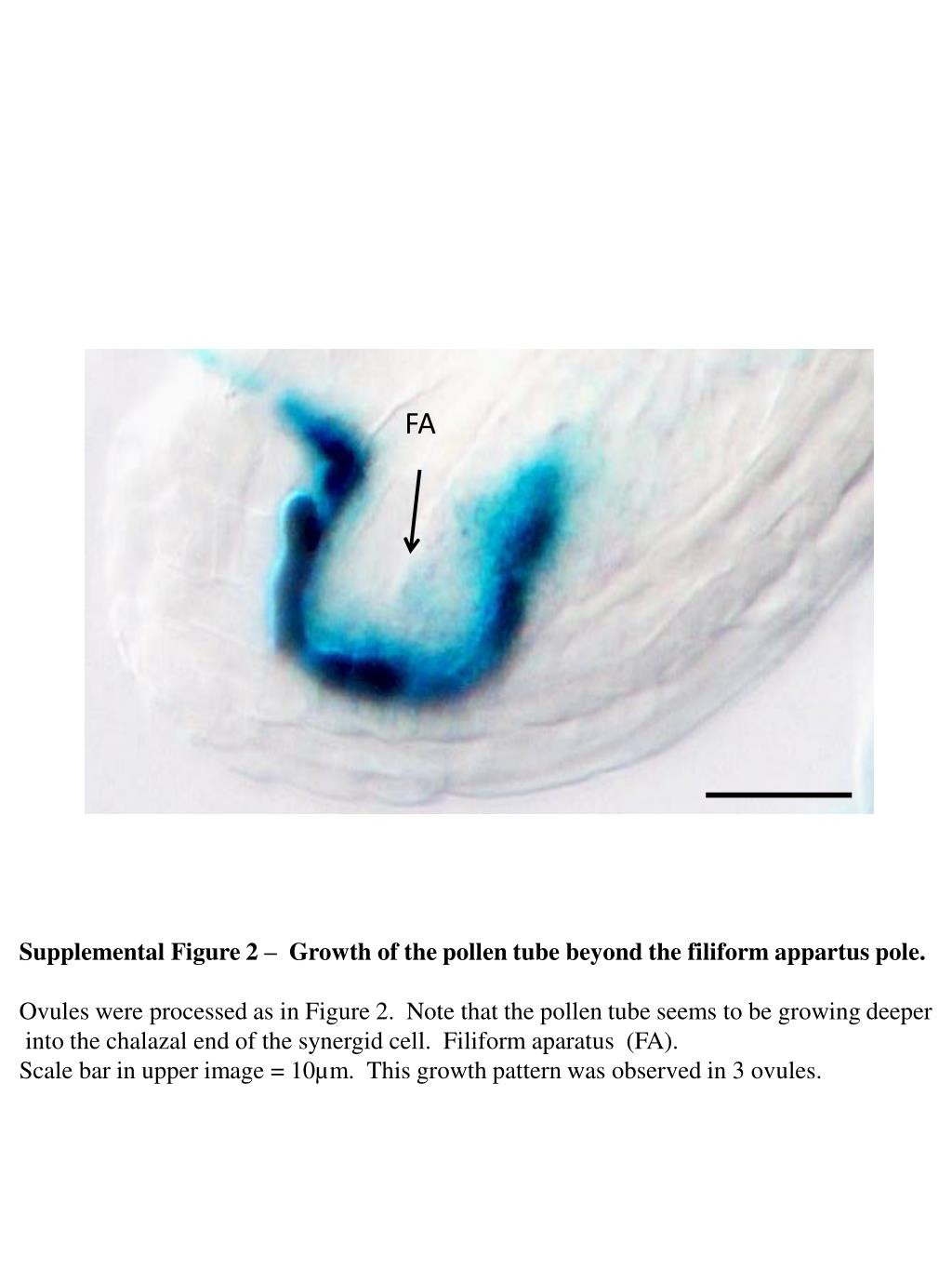 PPT - Supplemental Figure 2 – Growth of the pollen tube beyond the ...