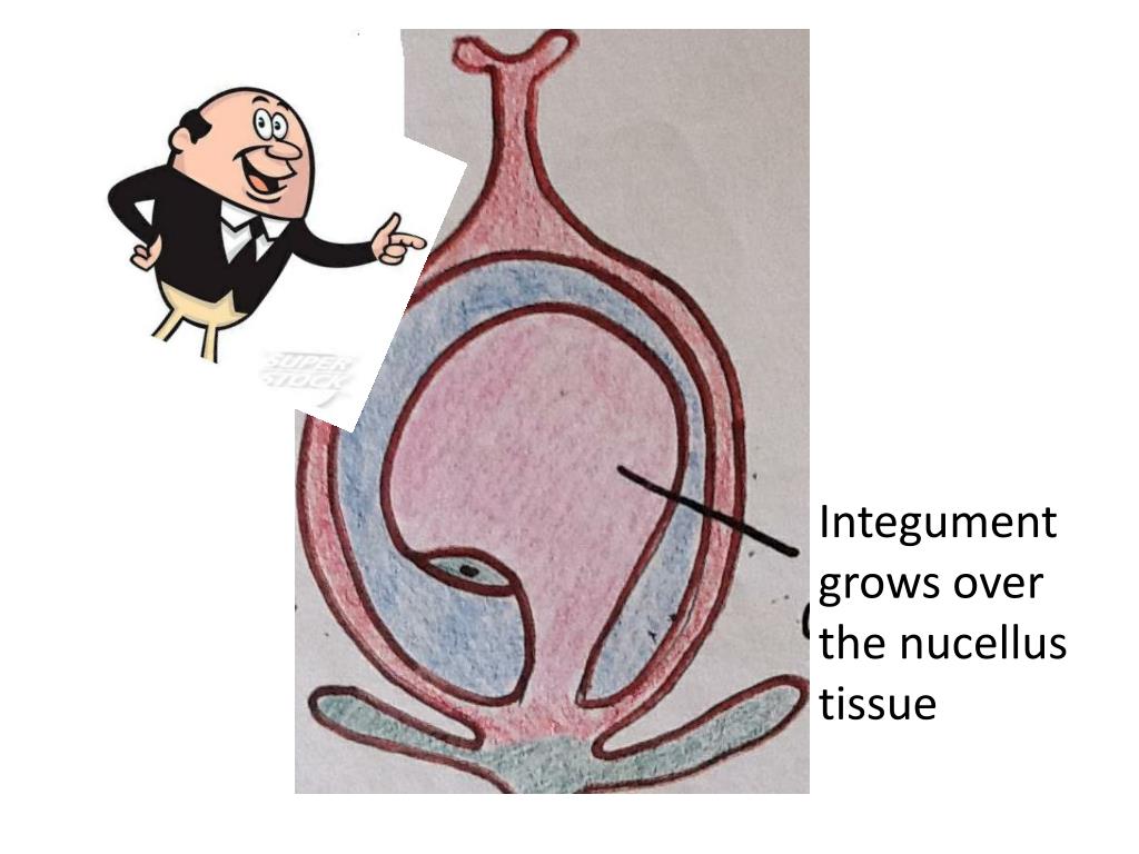 PPT - Sexual Reproduction in Flowering Plants PowerPoint Presentation ...