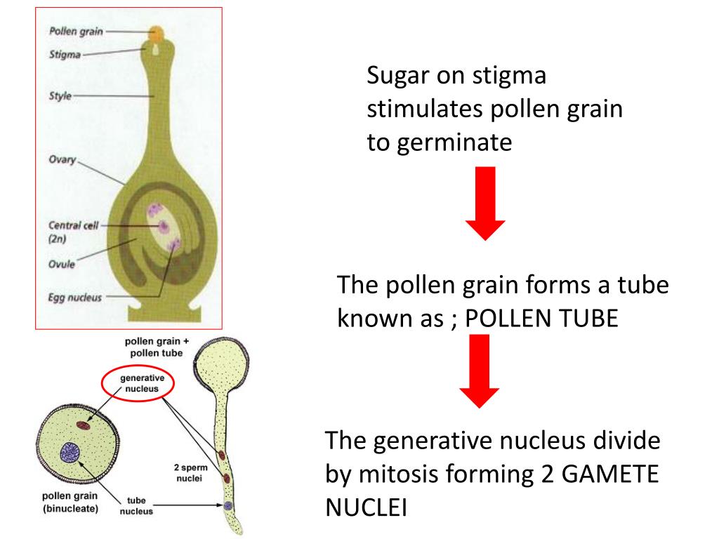 PPT - Sexual Reproduction in Flowering Plants PowerPoint Presentation ...