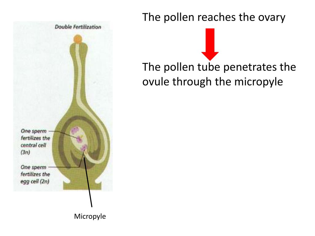 PPT - Sexual Reproduction in Flowering Plants PowerPoint Presentation ...