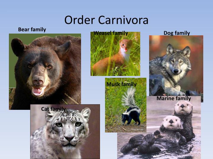 PPT - MAMMAL NOTES PowerPoint Presentation - ID:2086630