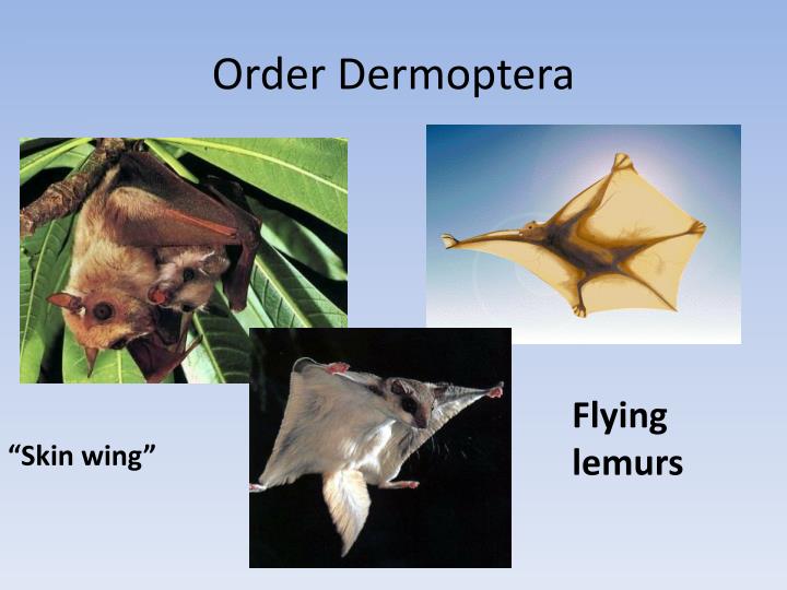 PPT - MAMMAL NOTES PowerPoint Presentation - ID:2086630