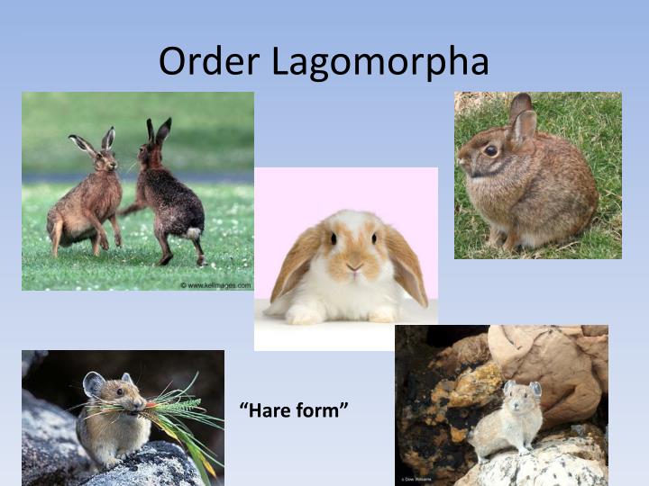 PPT - MAMMAL NOTES PowerPoint Presentation - ID:2086630