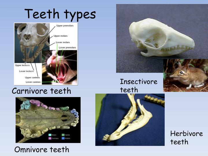 PPT - MAMMAL NOTES PowerPoint Presentation - ID:2086630